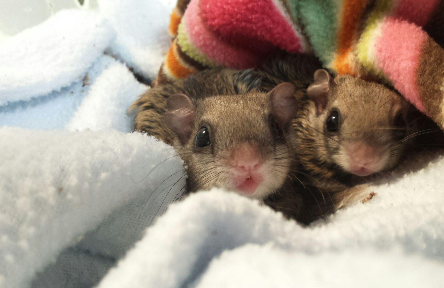 Wildlife Rescues - Animal Advocates of South Central PA