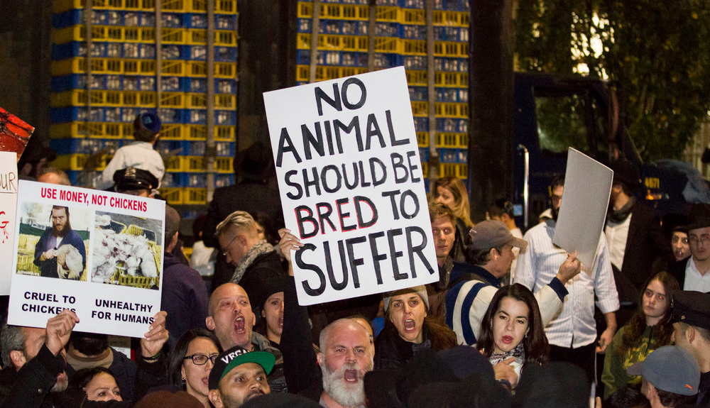 An age old animal sacrifice continues… Kapparot - Animal Advocates of ...